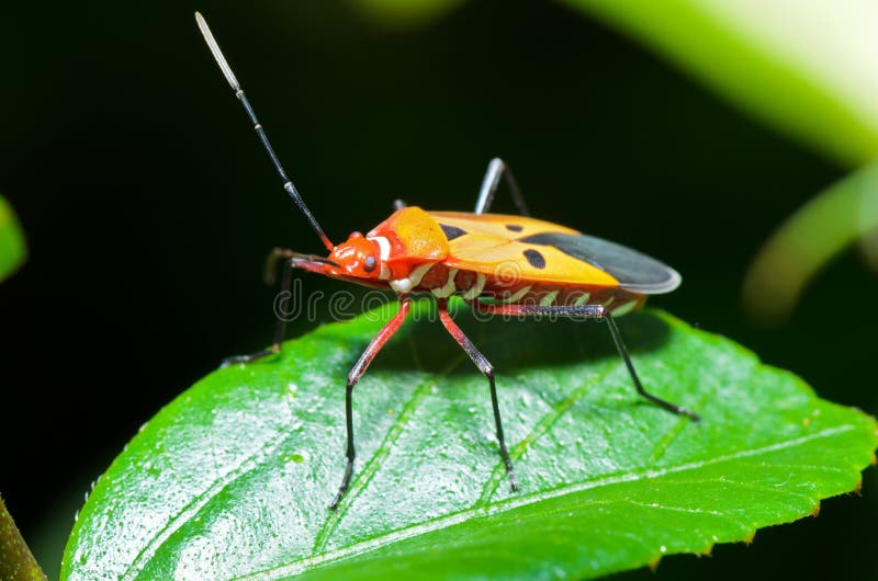 Oranje Insect stock afbeelding. Image of voet, rood, macro - 15138151