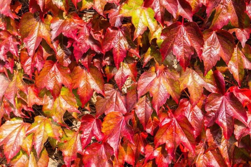 Close-up Van Een Beeld Van Een Klimop Stock Foto - Afbeelding bestaande ...