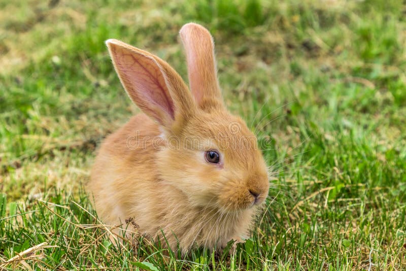 Jong Konijn Met Vooruitstekende Oren Op Groen Gras Stock Afbeelding ...