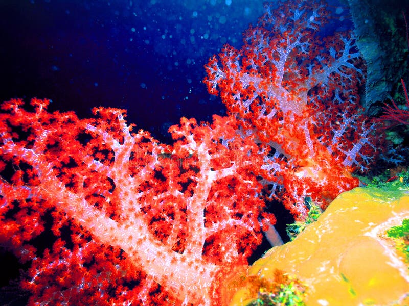 Witte Rode Koraal Blauwe Achtergrond Stock Afbeelding - Image of geel ...