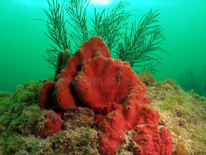 Rood koraal met Zeewieren stock foto. Image of ertsaders - 6109478