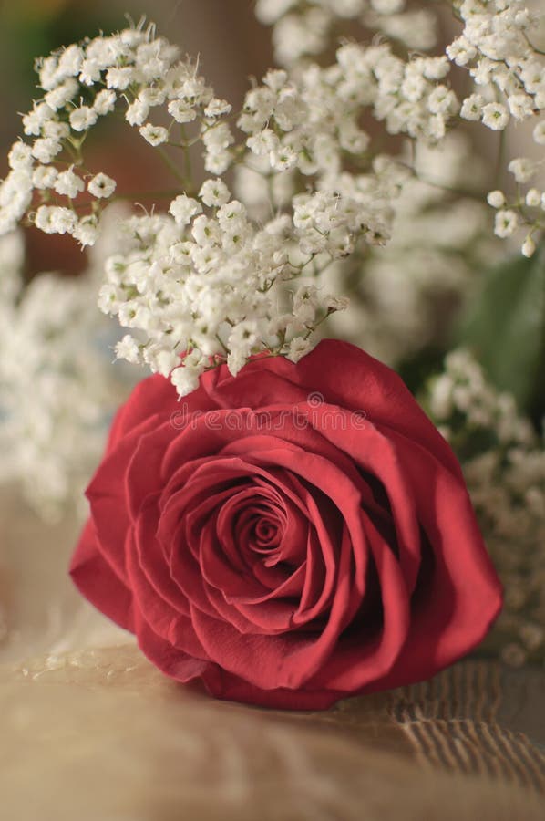 Rood Nam En Witte Bloemen Toe Stock Foto - Image of bloem, achtergrond ...