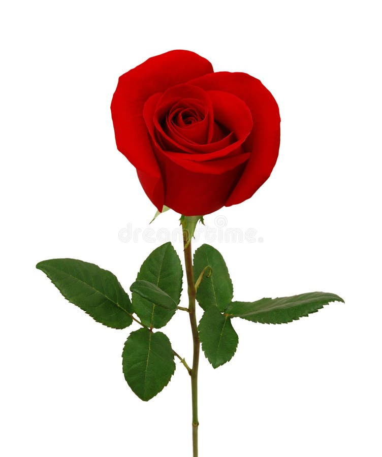 Hibiscus Geïsoleerd Op Een Witte Achtergrond. Rood Bloemblad En Rode ...