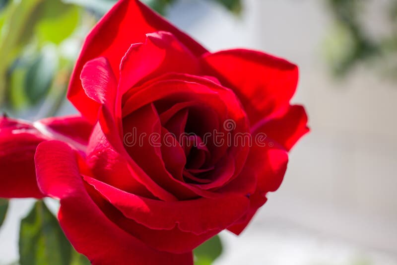 Rood Nam Met Groen Blad Op Achtergrond Toe Stock Foto - Image of bloei ...