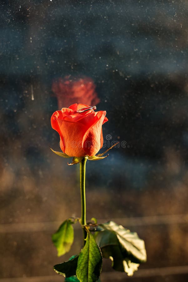 Rood nam met trouwring toe stock afbeelding. Image of romantisch - 49805907