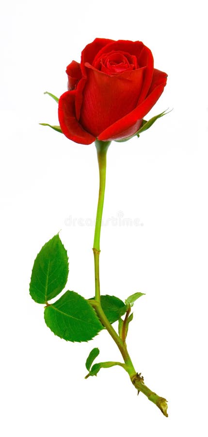 Perfecte Rood Nam Op Wit Toe Stock Foto - Image of groot, groet: 22848986