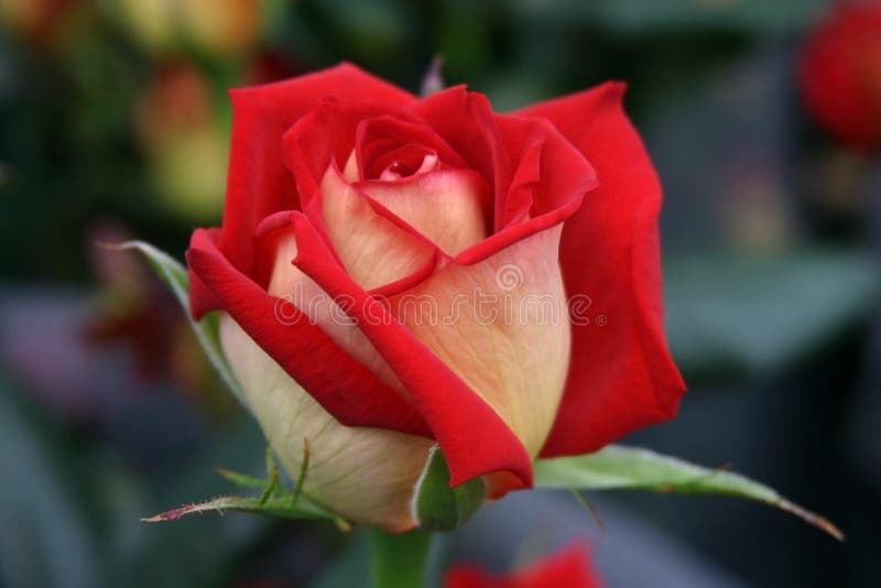 Rood nam toe stock afbeelding. Image of bloem, rood, bloemen - 748271