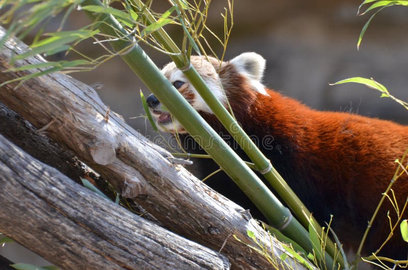 Rode Panda Die Het Blad Van Het Bamboe Eten Stock Afbeelding ...