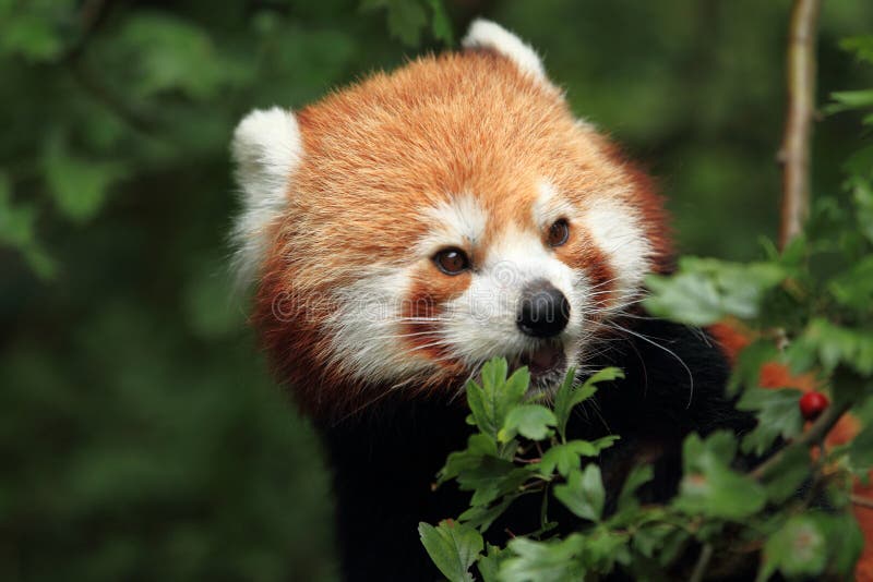 Chinese rode panda stock foto. Image of gezicht, minste - 14945068