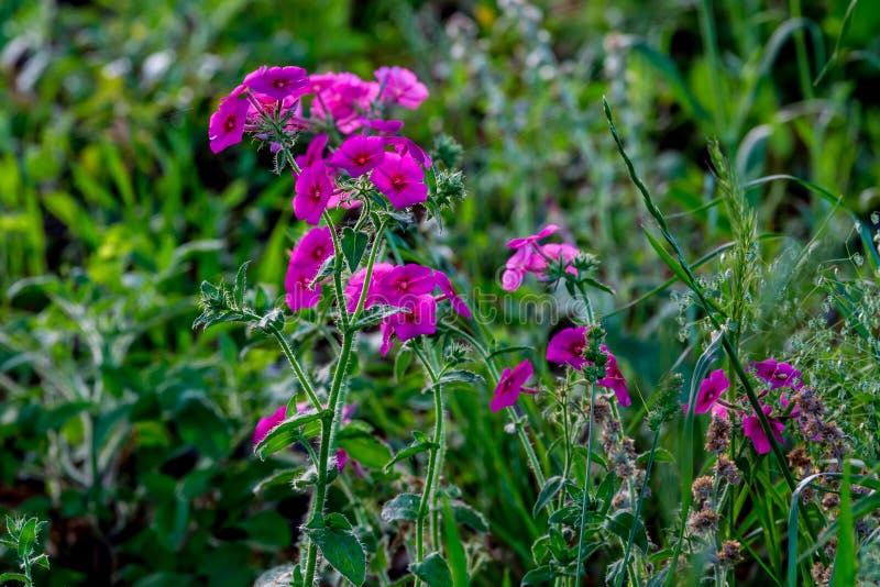 Rood of Purper Drummond Phlox Wildflowers Stock Foto - Image of ...