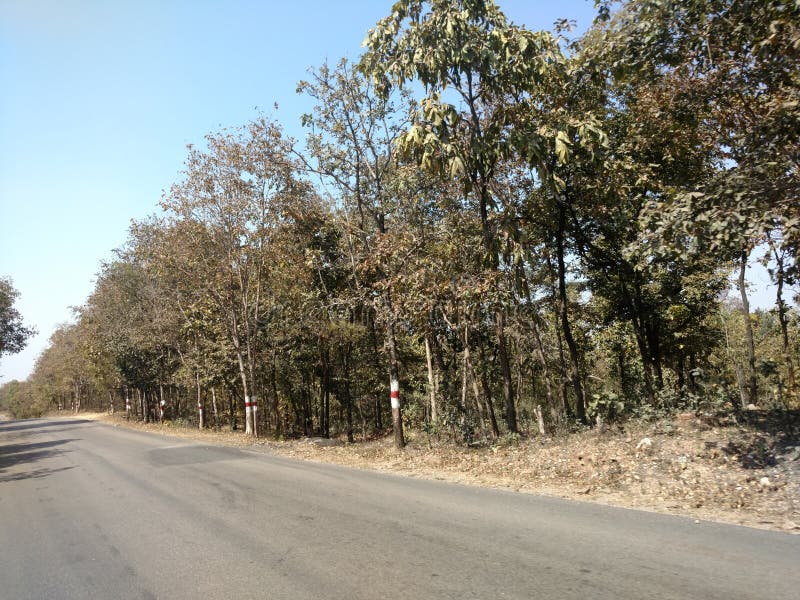 Rood with tree stock photo. Image of tree, rood, rasta - 87667418