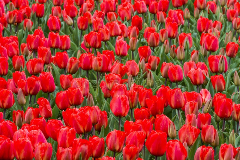 Rood tulpendetail stock afbeelding. Image of groei, tuin - 55631357