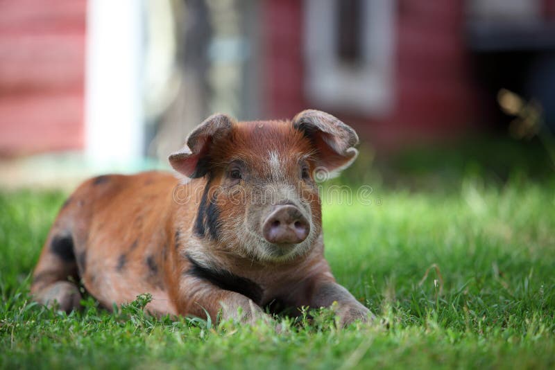 Rood Duroc Biggetje stock afbeelding. Image of vrij, gras - 51393971