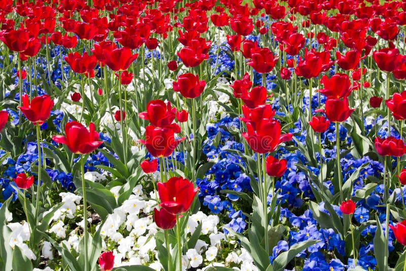 Rood, wit en blauw stock afbeelding. Image of ontwikkeling - 43965469