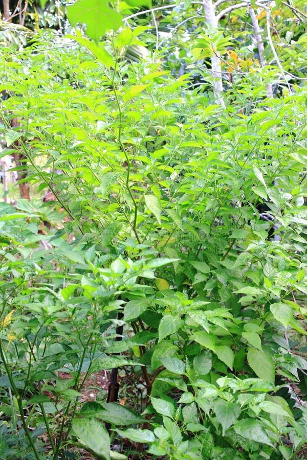 Rode Spaanse pepers peper stock foto. Image of voedsel - 35370626