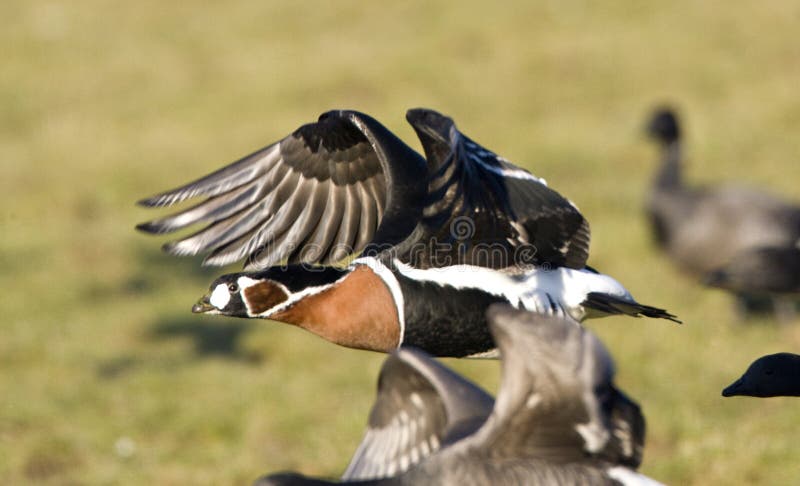 Roodhalsgans, Rothalsgans, Branta Ruficollis Stockfoto - Bild von gänse ...