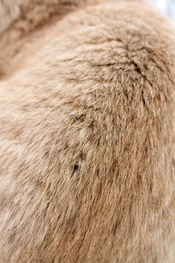 Dier Textuur Van Rood Kattenhaar, Close-up Stock Foto - Afbeelding ...