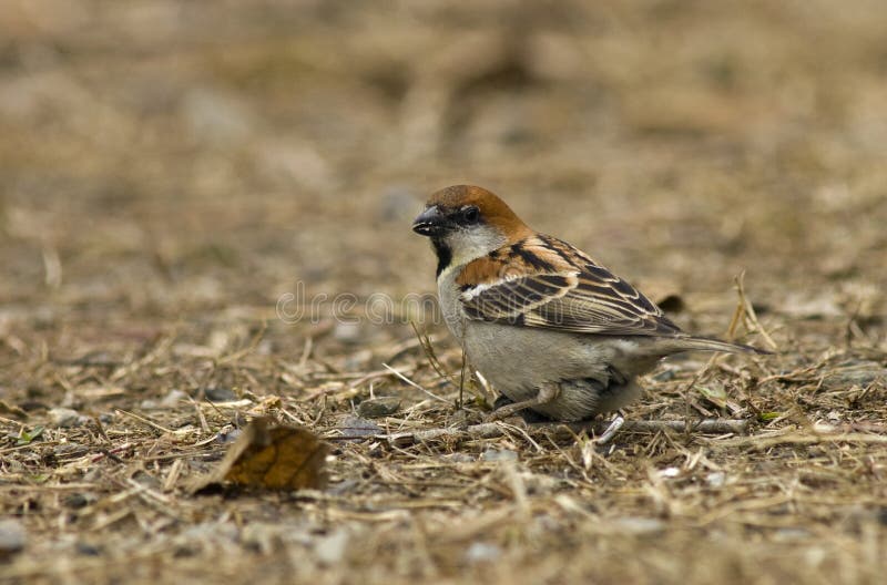 Roodkopmus, Russet Sparrow, Passer Rutilans Stock Image - Image of guyt ...