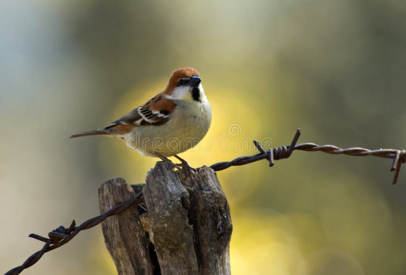Roodkopmus, Russet Sparrow, Passer Rutilans Stock Image - Image of ...