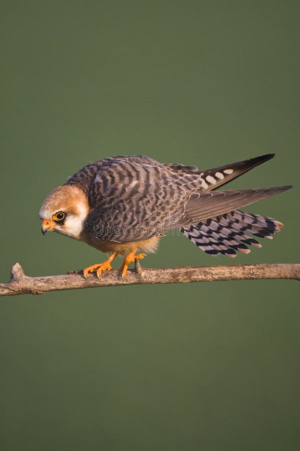 Roodpootvalk, Red-footed Falcon, Falco Vespertinus Stock Image - Image ...