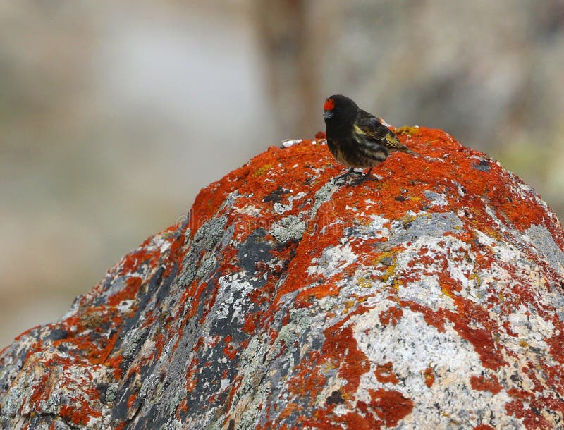 Roodvoorhoofdkanarie, Red-fronted Serin, Serinus Pusillus Stock Photo ...