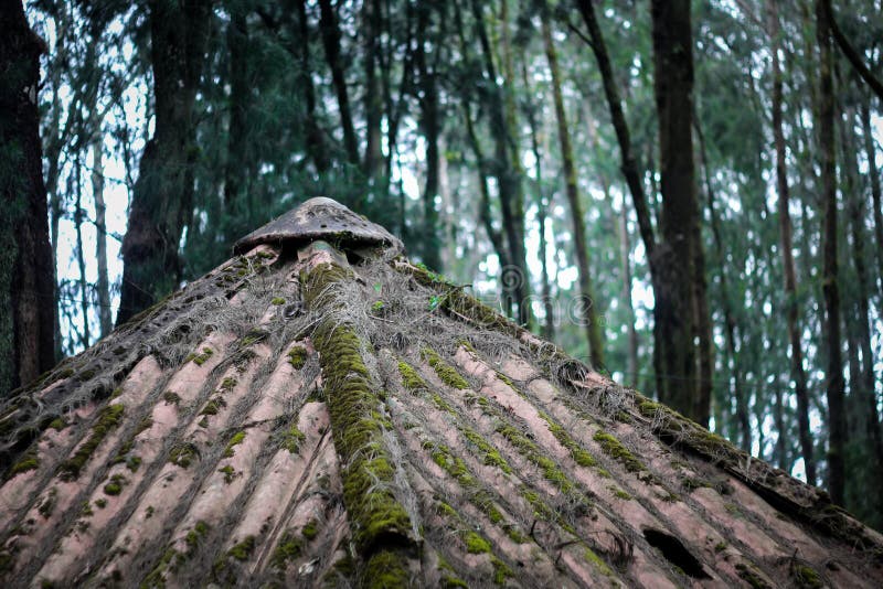 Roof of a Cabin Located among Trees in a Forest Stock Photo - Image of ...
