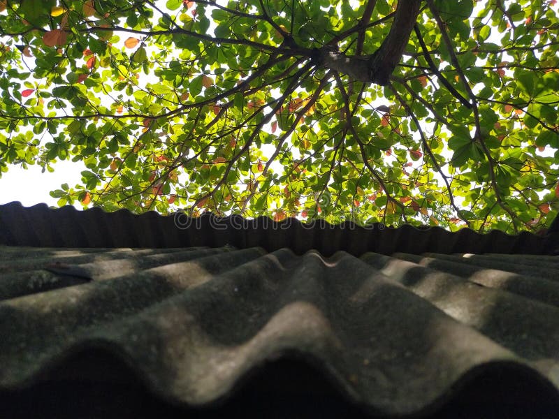 The Roof of the House is Covered with Ketapang Tree Leaves Stock Photo ...