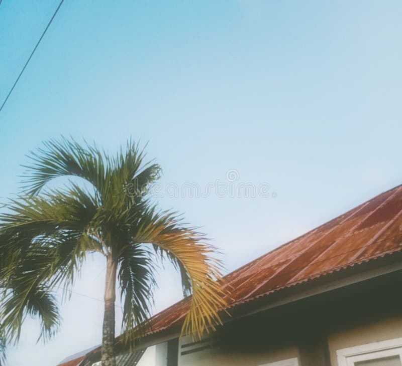 Roof of House with One Tree Stock Image - Image of condominium, flower ...