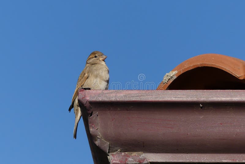 On the Roof of a House the Sparrow Made a Nest and Stands on the Roof ...