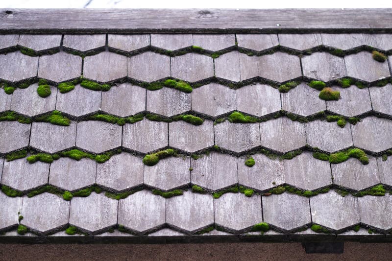 Roof with moss stock image. Image of growing, green - 359988159