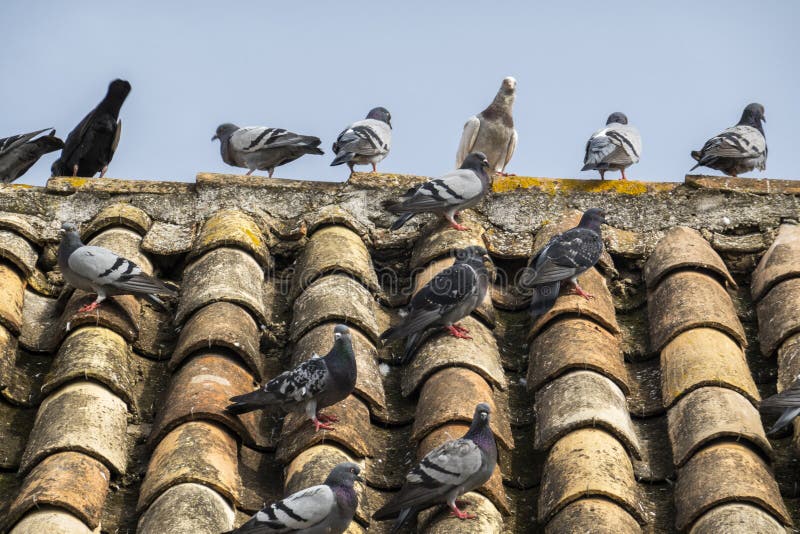 Rooftop Filled with Pigeons Stock Photo - Image of peculiar, city ...