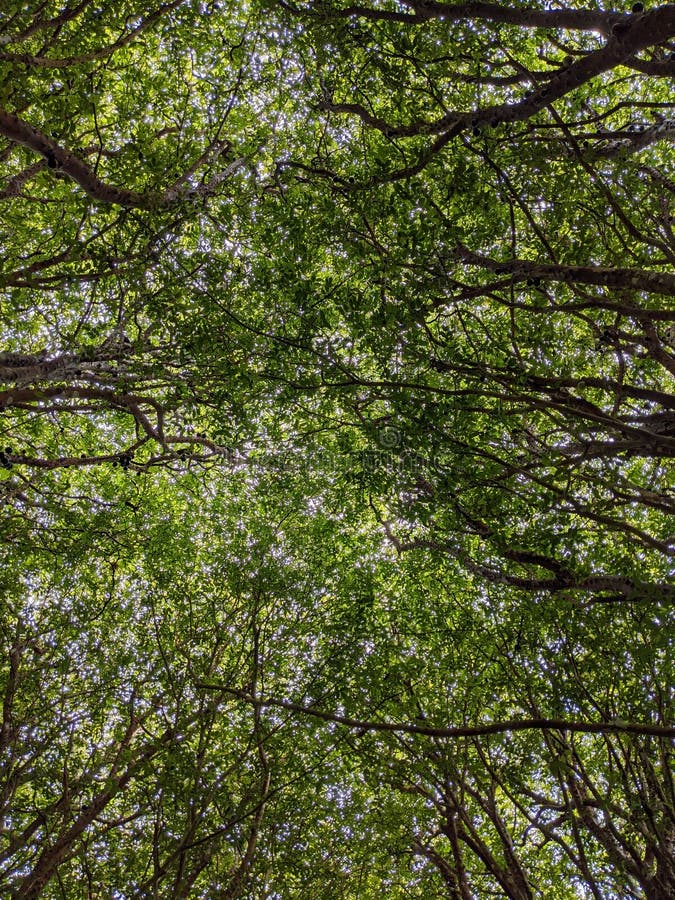 Rooftop of Tree Covering Sky Blue Stock Photo - Image of blue, tree ...