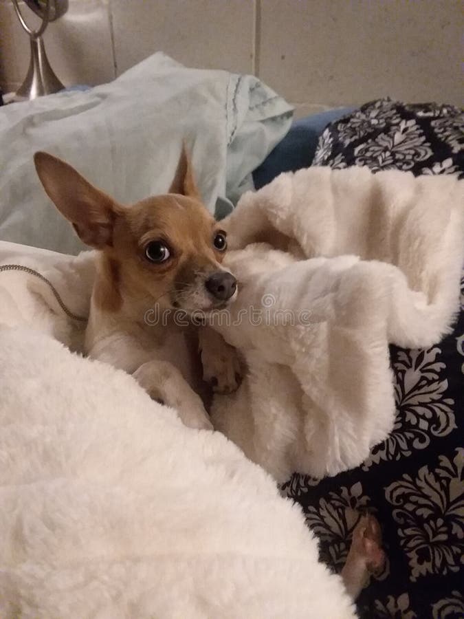 Roofus is bad stock photo. Image of roofus, bite - 141756496