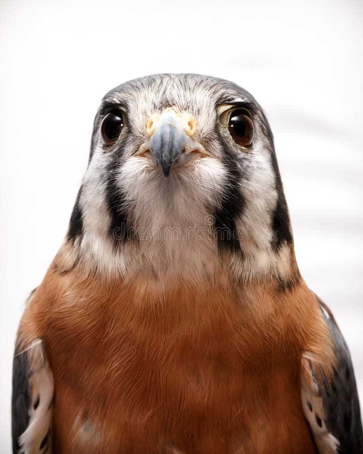 Veren Van Een Roofvogel - Rode Havik Stock Afbeelding - Image of klein, centrum: 22983729