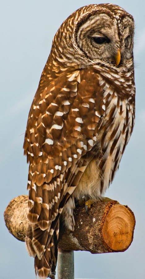 Leucocephalus Van Roofvogels - Kale Eagle - Haliaeetus Stock Foto ...
