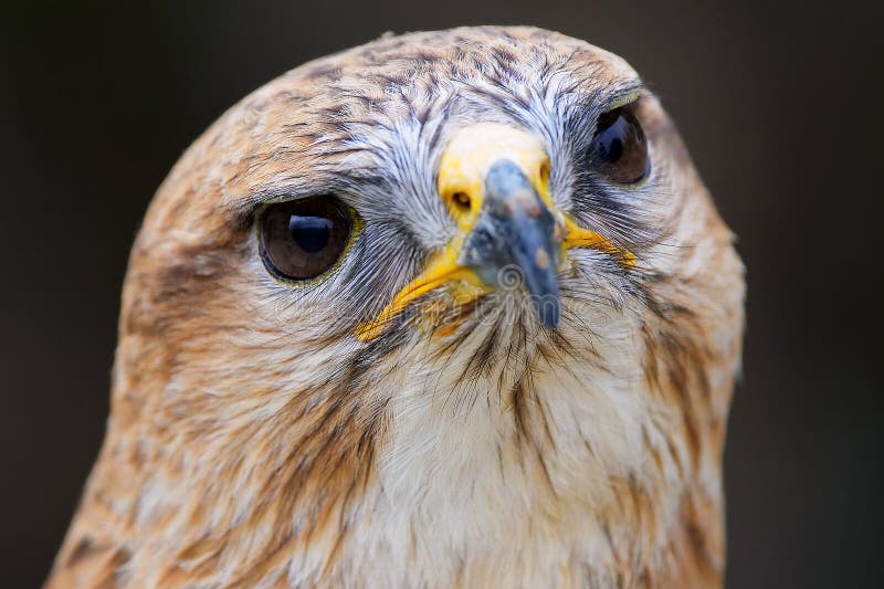 Roofvogels stock afbeelding. Image of exotisch, staar - 29262717