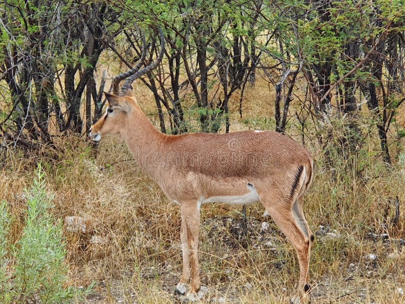 Rooi Bok at Namatoni stock image. Image of wildlife - 217643391