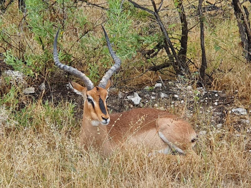 Rooi Bok at Namatoni Park Grazing Stock Image - Image of rooi, namatoni ...
