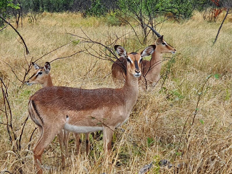 Rooi Bok at Namatoni stock image. Image of prairie, pasture - 217643337
