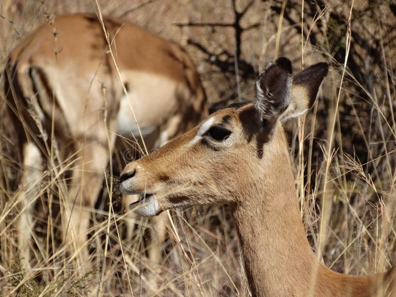 Rooibok стоковое фото. изображение насчитывающей фауна - 46094918