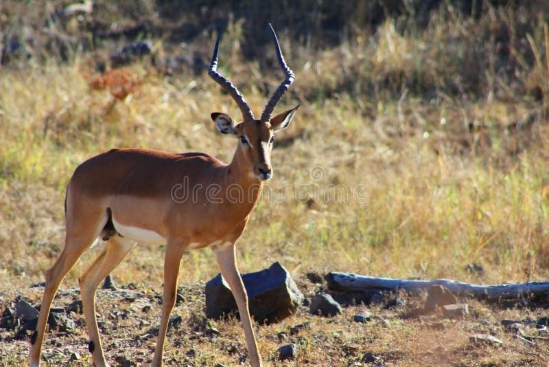 Rooibok stock photo. Image of south, springbok, antelope - 46094918