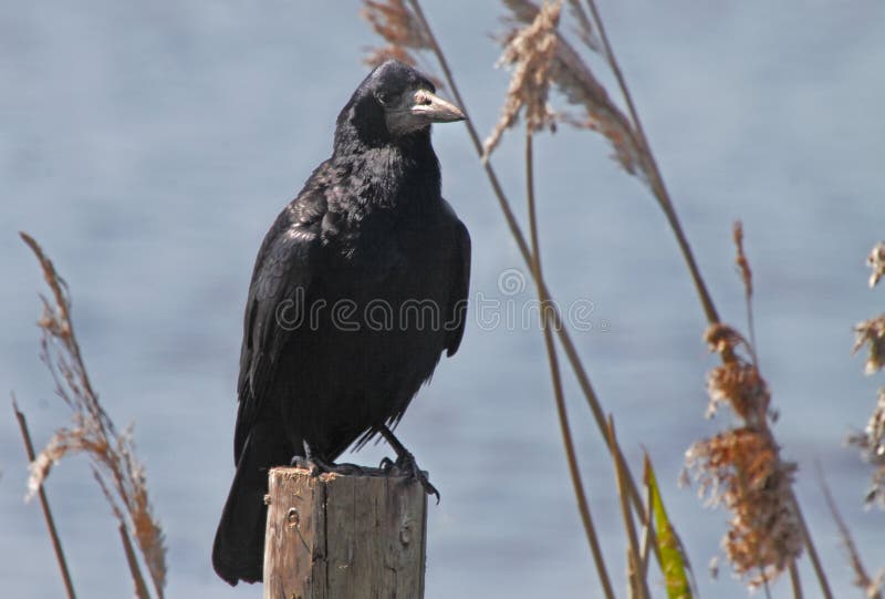 Rook stock image. Image of black, frugilegus, animal - 15844549