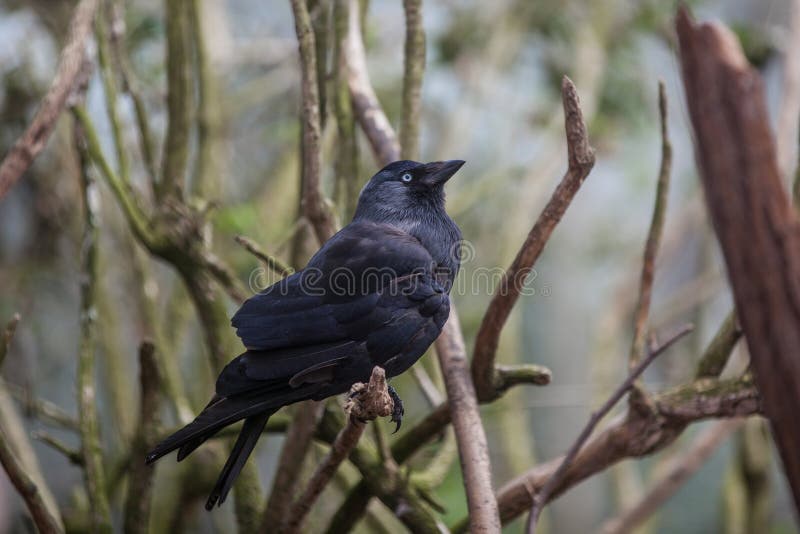 Rook stock photo. Image of crow, beak, closeup, animal - 26837824