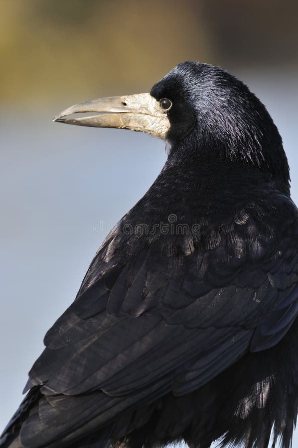 Rook stock image. Image of vertical, corvid, black, crow - 29076237