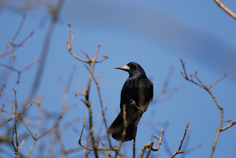 Rook stock photo. Image of look, rook, wilderness, bird - 29327304