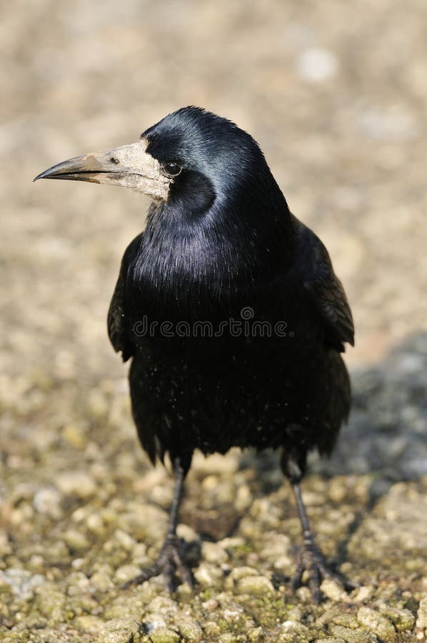 Rook on bird feeder stock photo. Image of british, england - 30556648