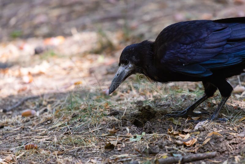 Rook Bird or Corvus Frugilegus on a Ground Stock Image - Image of grass ...