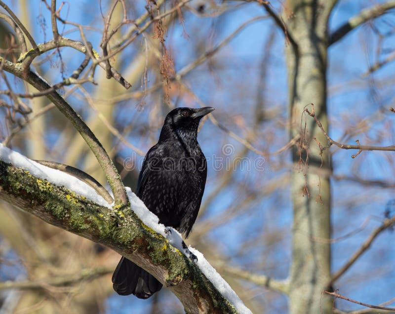 Rook Bird Perched on Tree Branch, Head Visible Stock Image - Image of ...