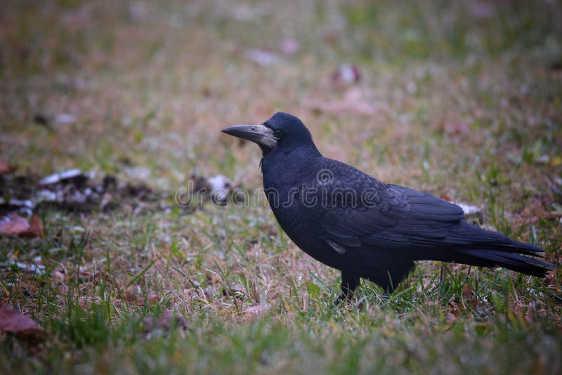 The bird a rook stock image. Image of vertebrate, rook - 25244399