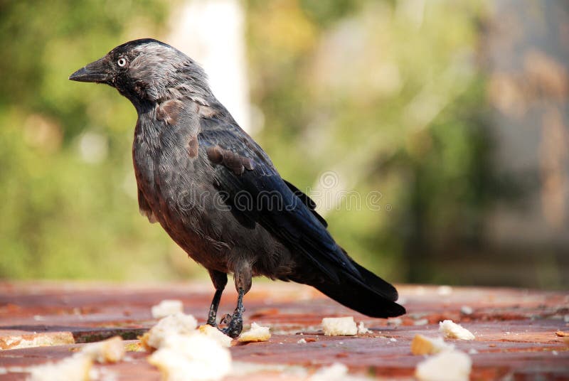 Rook and bread crumbs stock image. Image of gazing, corone - 67527947